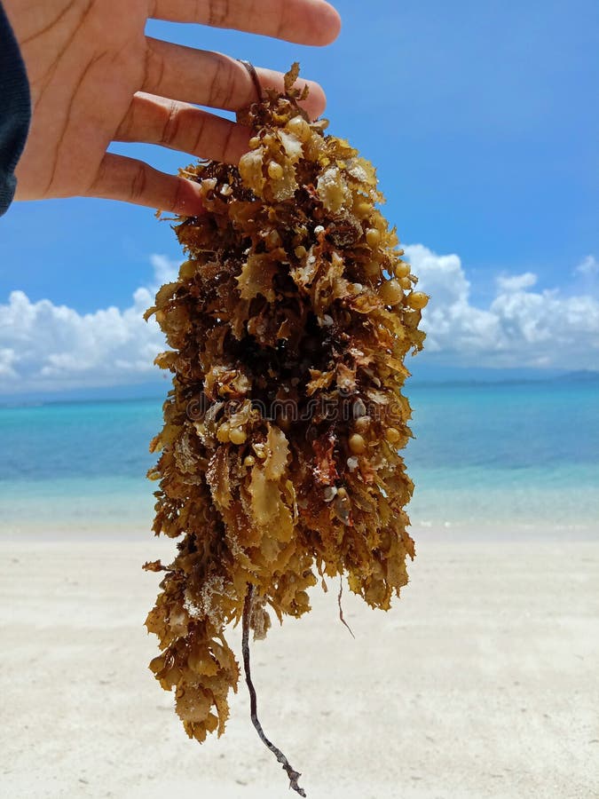 Fresh Seaweed in the Beach, Sargassum Seaweed Stock Photo - Image of ...
