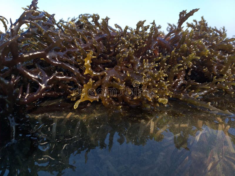 Fresh seaweed cultivation stock image. Image of seaweed - 182252493