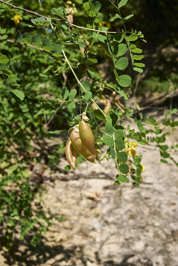 Colutea Arborescens - Wild Flower Stock Image - Image of closeup ...