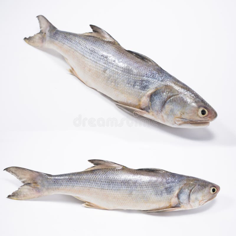 Fresh Senangin Fish stock image. Image of marine, ingredient - 73693235