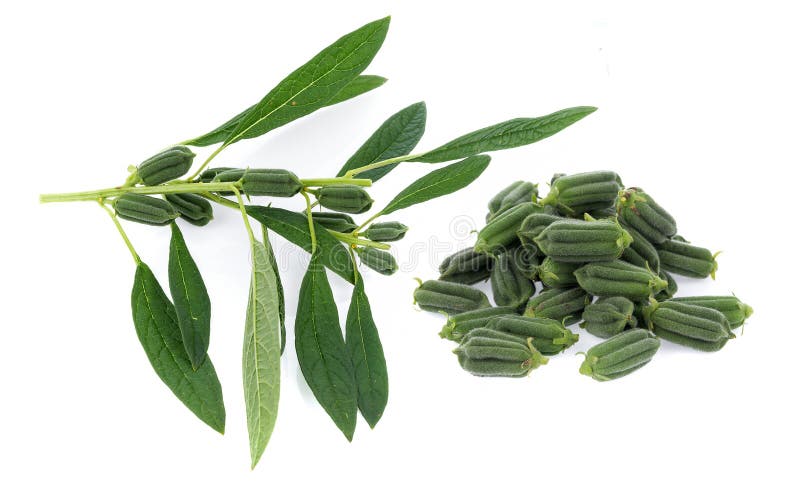 Fresh Sesame Pods Isolated on White Background Stock Image - Image of ...