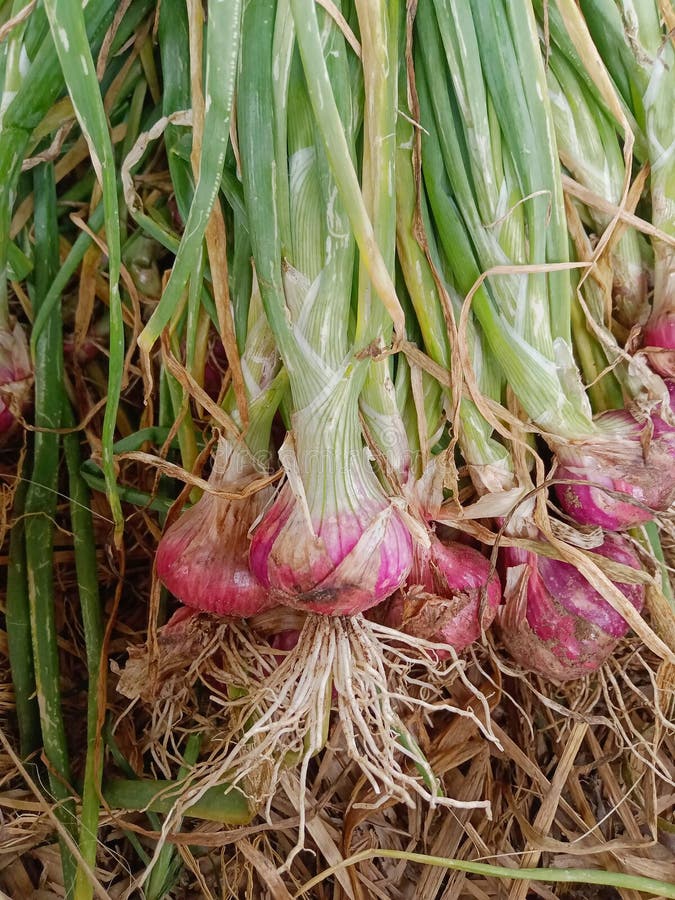 Shallots Field with Electric Tower and Cloudy Blue Sky Background Stock ...