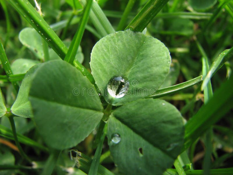 Fresh Shamrock with Rain Drop Stock Photo - Image of earth, magical ...
