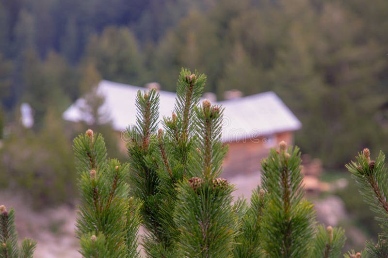 And Sharp Leaves of a Mountain Pine on a Blurred Background Stock Photo ...