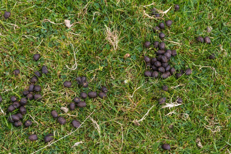 Sheep droppings stock image. Image of organic, excrement - 43756327