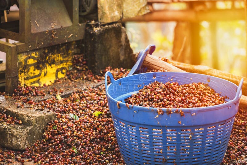 Fresh Shell of Coffee Beans after Peeling Stock Image - Image of food ...