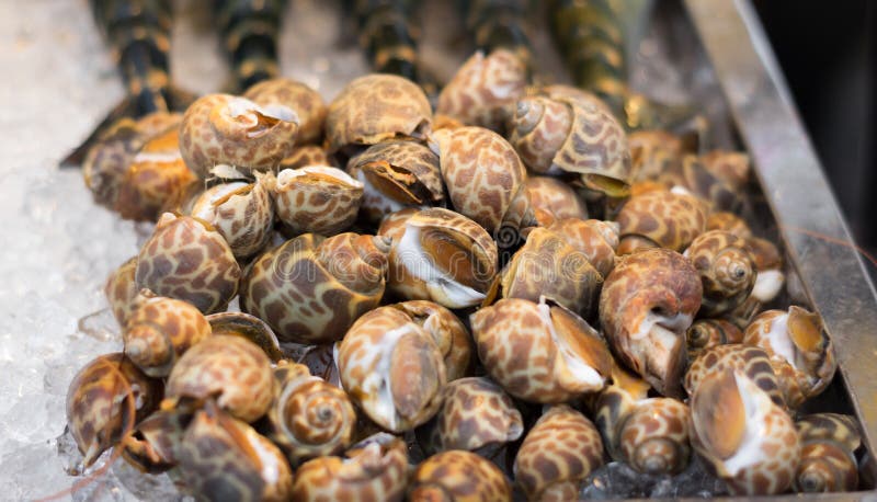 Fresh Shell with Ice in Market Stock Image - Image of marine, healthy ...