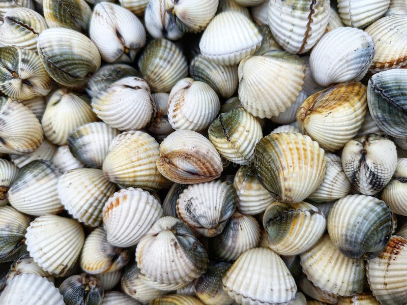 Fresh shell out of sea stock image. Image of seafood - 248319629