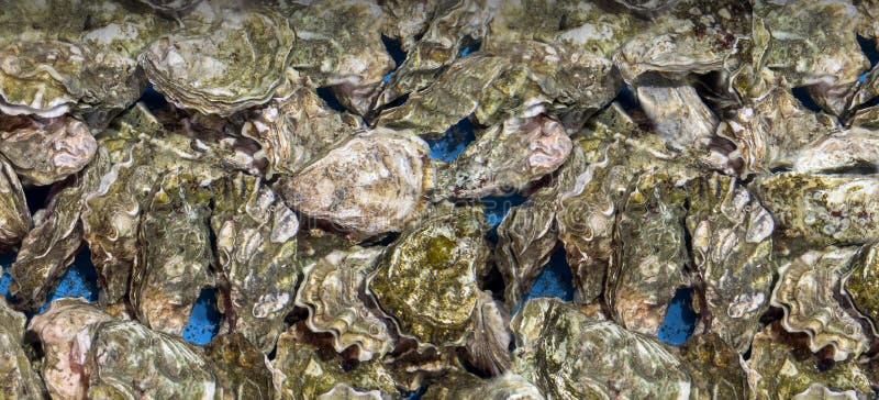 Fresh shell oysters stock photo. Image of live, fresh - 247542282