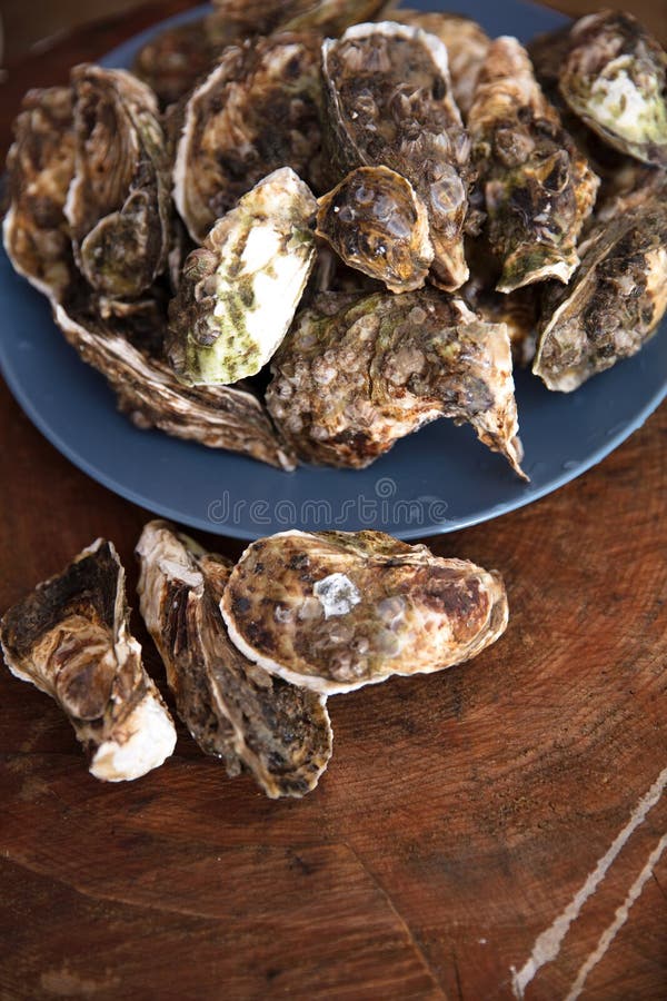 Fresh Shelled Oysters with Seafood Ingredients Stock Image - Image of ...