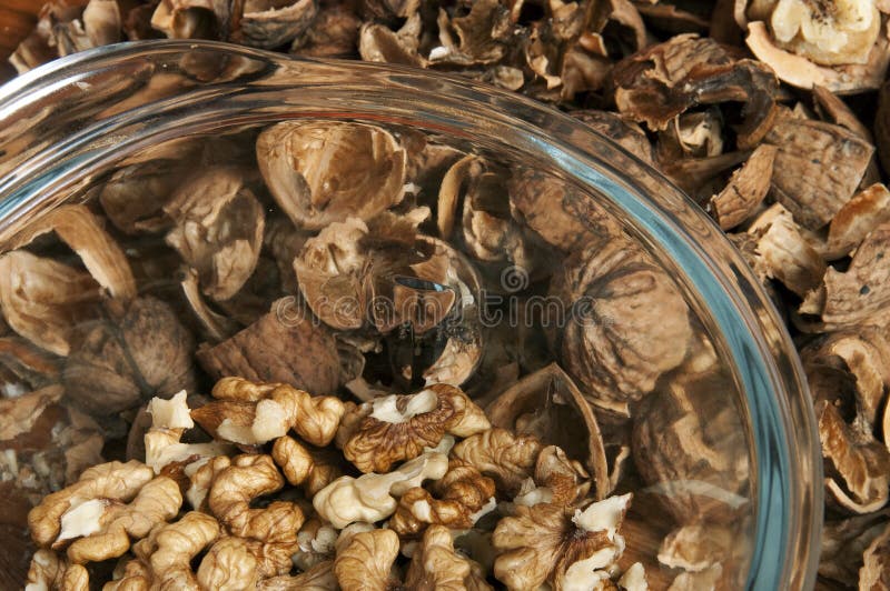 Fresh shelled walnuts stock photo. Image of walnut, shelled - 21619560