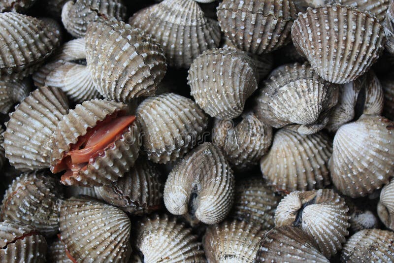 Fresh shellfish stock photo. Image of fish, aquatic, animals - 44106504
