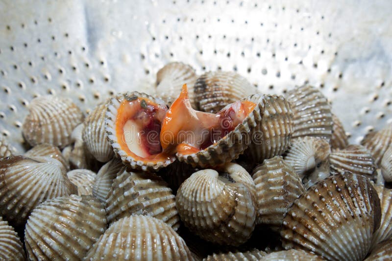 Shellfish Blood Cockles - Edible Background Stock Photo - Image of food ...