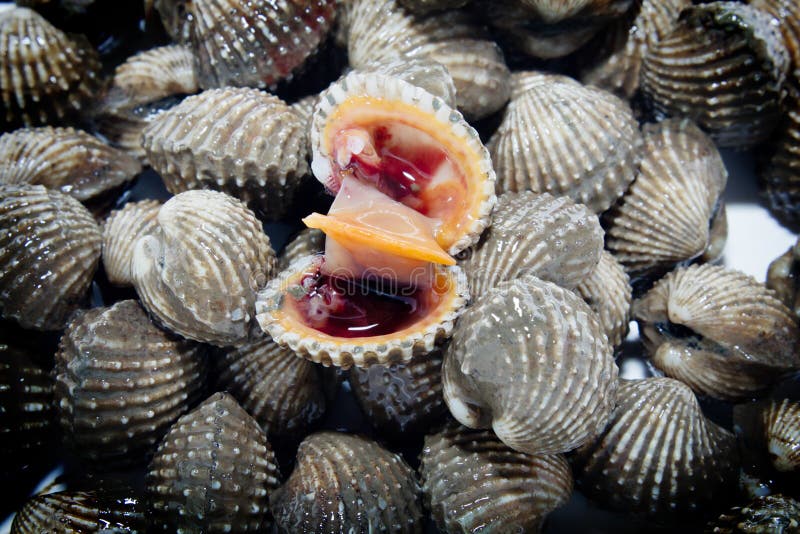 Fresh Shellfish Blood Cockles Stock Image - Image of mollusc, aquatic ...