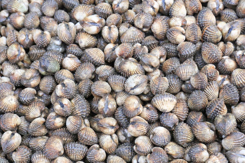 Shellfish Blood Cockles - Edible Background Stock Image - Image of pets ...