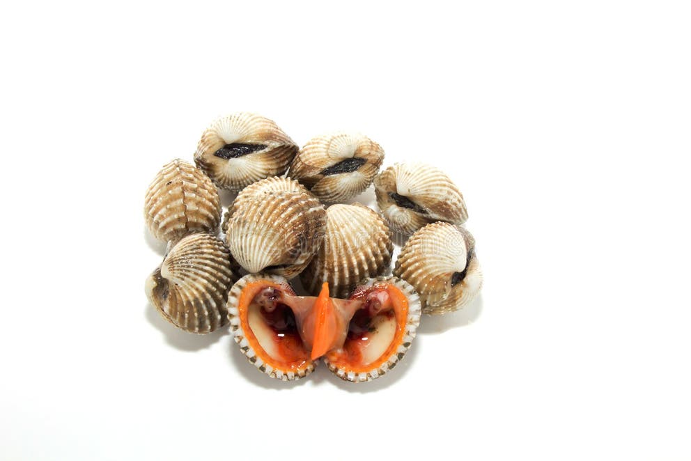 Fresh Shellfish Blood Cockles Stock Image - Image of food, jewelry ...