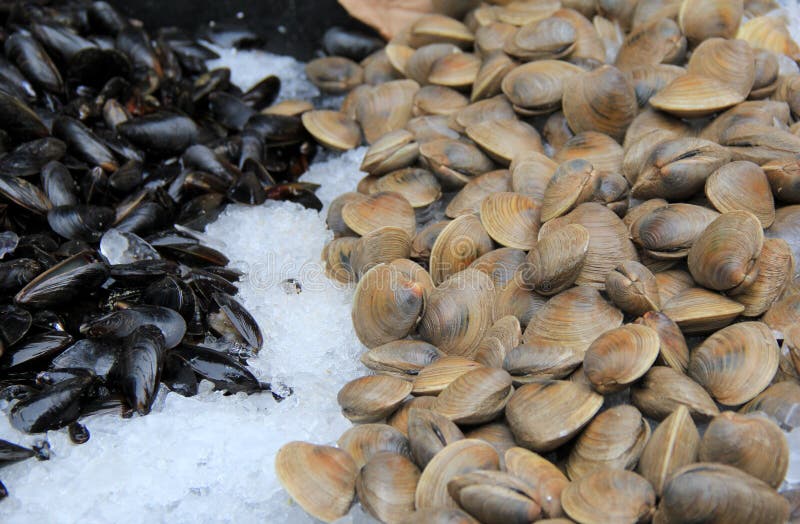 Fresh Shellfish on Crushed Ice at the Local Fish Market Stock Photo ...