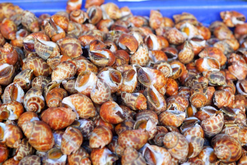 Fresh Shellfish at the Market Stock Photo - Image of seashell, food ...