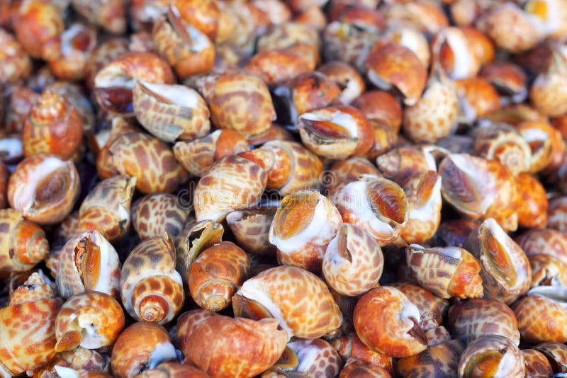 Fresh Shellfish at the Market Stock Photo - Image of nature, shellfish ...