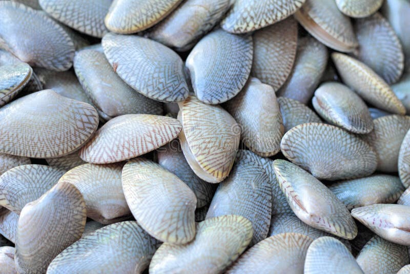 Fresh Shellfish at the Market Stock Photo - Image of seashell, food ...