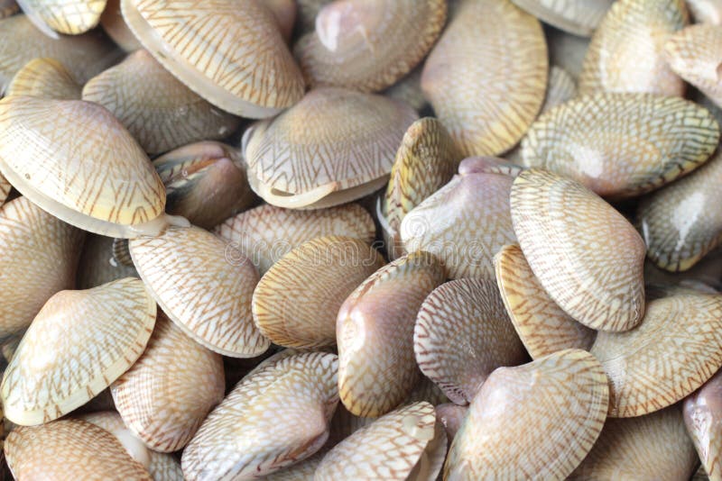 Shellfish on the Market Texture Close-up. Stock Photo - Image of ...