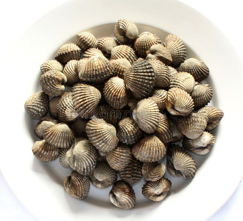 Fresh Shellfish on White Background Stock Photo - Image of edible ...