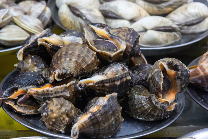 Fresh Shells at Fish Market Stall Stock Image - Image of fish ...