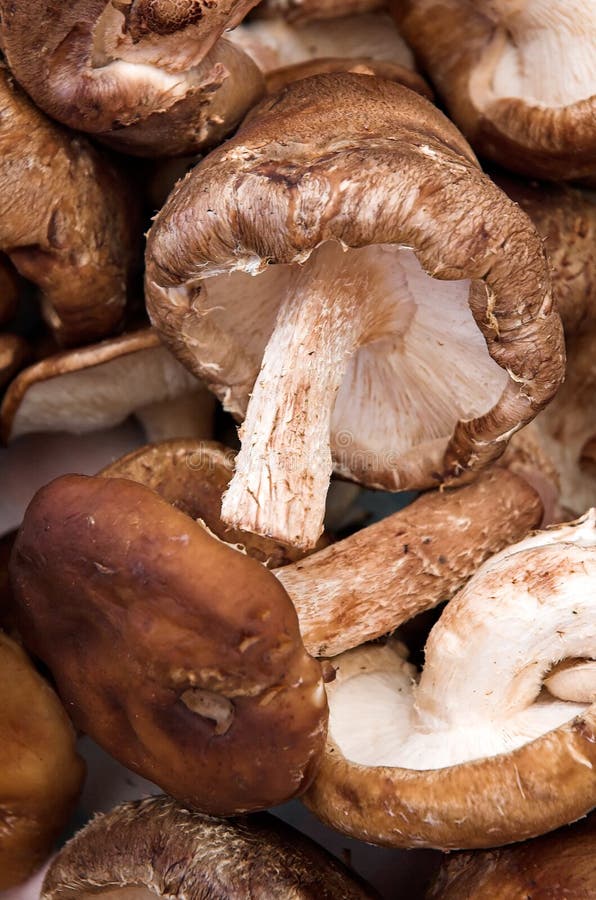3+ Shitaki mushroom Free Stock Photos - StockFreeImages