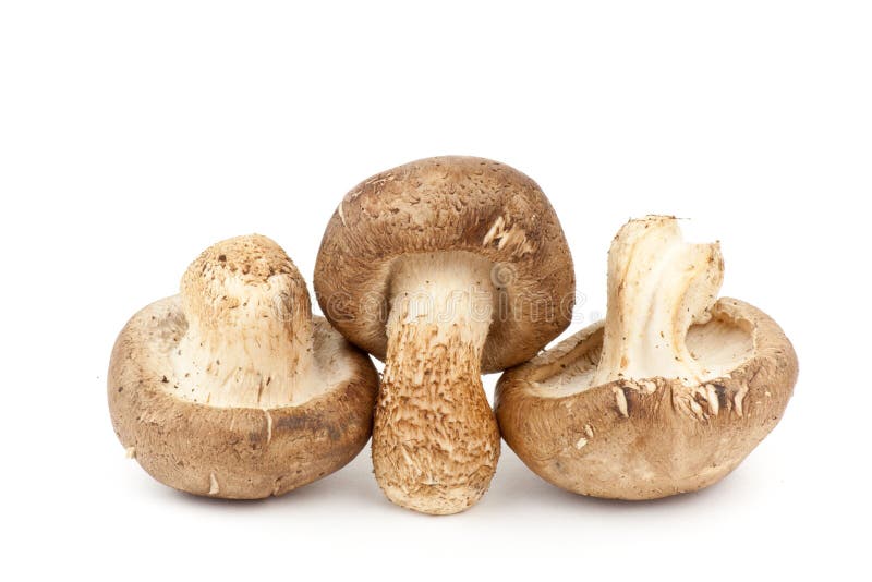 Fresh Shiitake stock photo. Image of fungus, harvest, gill - 1015842