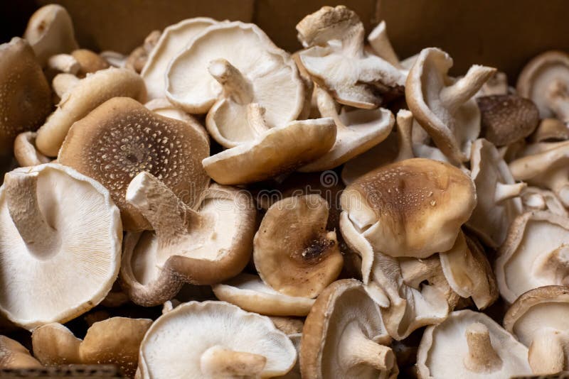 Shiitake Mushrooms in the Box Stock Image - Image of cooking, fresh ...