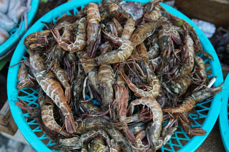 Fresh Shimp stock image. Image of delecious, health, tropical - 61759417