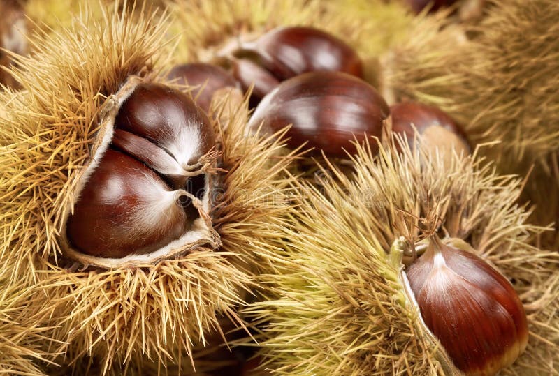 Fresh Shiny Chestnuts in Husks Stock Photo - Image of plant, shell ...
