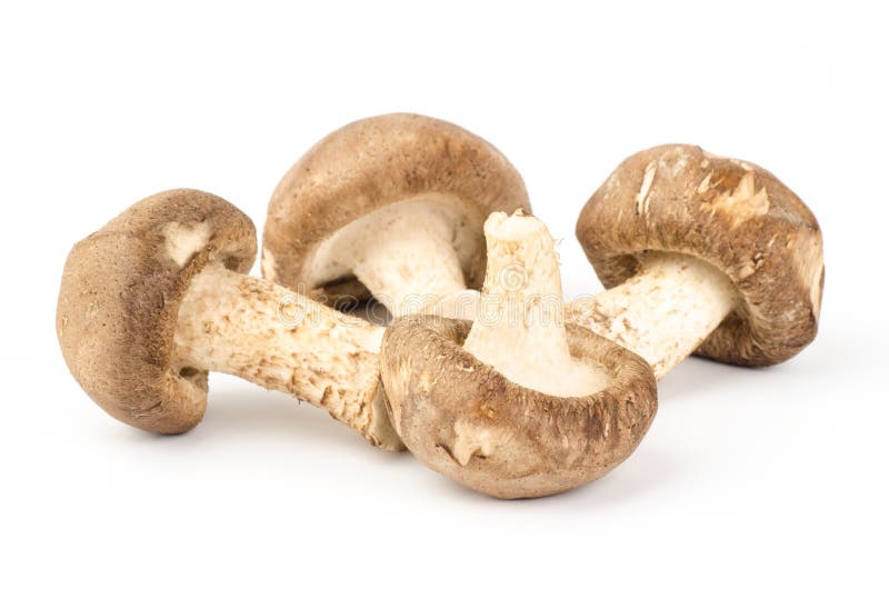 Fresh shitake mushroom stock image. Image of fresh, shiitake - 42789347