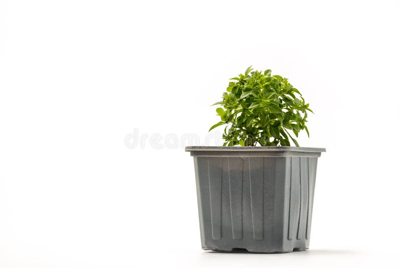 Fresh basil in a pot stock photo. Image of great, wood - 247120854