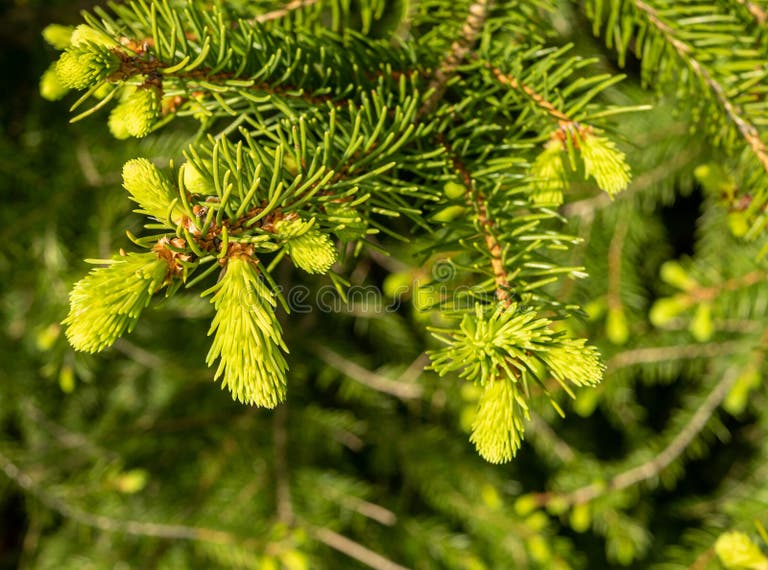 Fresh Shoots of a Conifer in the Spring Stock Photo - Image of green ...