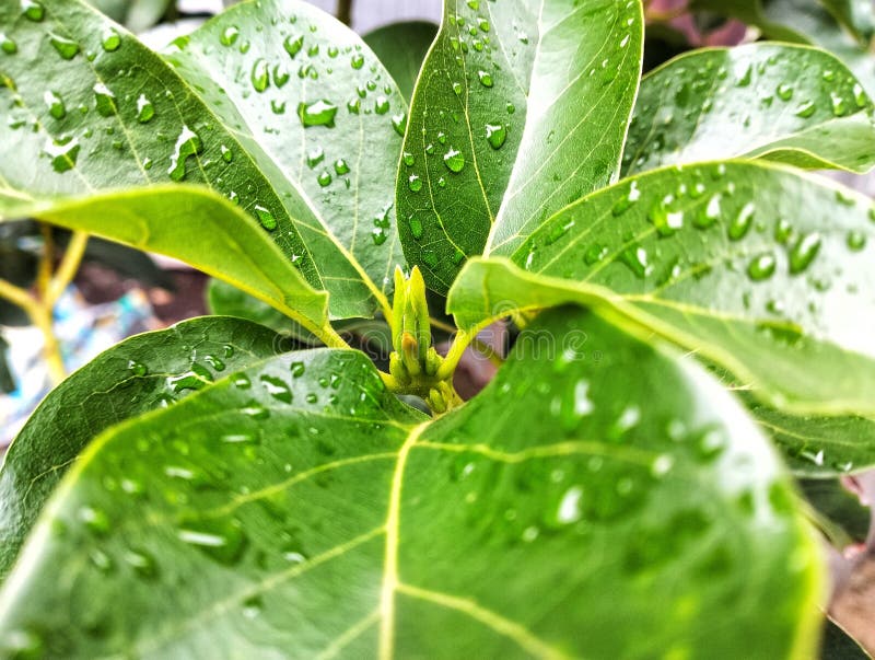 Fresh Shoots of Mango Trees from Mango Trees Stock Image - Image of ...