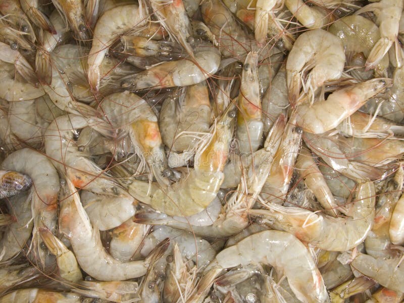Fresh shrimp stock image. Image of diet, cuisine, fresh - 12235871
