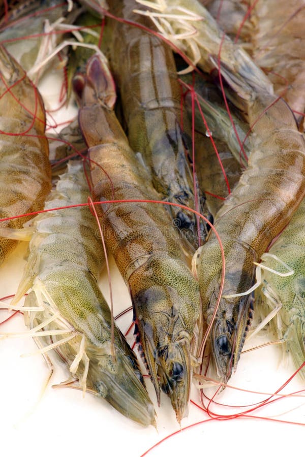 Fresh prawns and fish meat stock photo. Image of good - 7237532