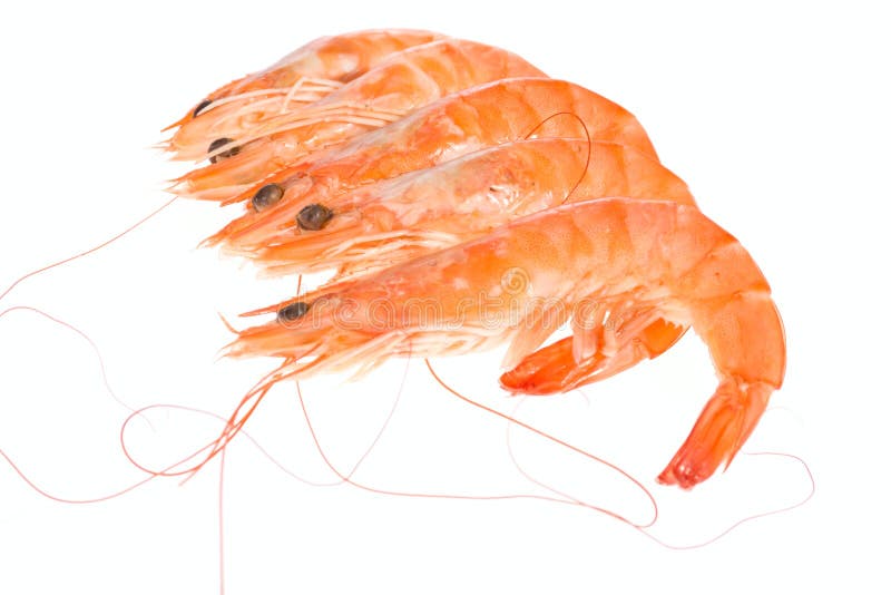 Shrimp escape stock image. Image of closeup, animal, animals - 1566307
