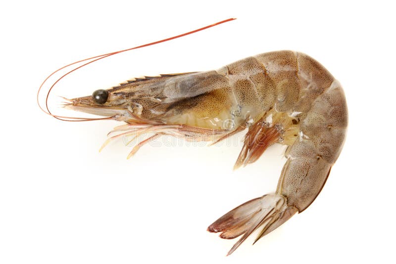 Atlantic Shrimp Boat stock photo. Image of seafood, america - 1998688