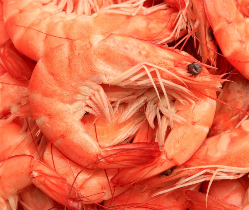 Fresh shrimp stock photo. Image of fresh, marine, seafood - 2452450