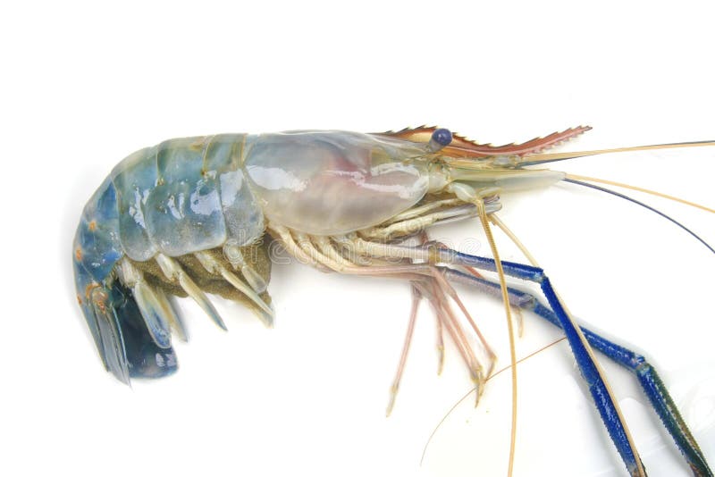 Fresh shrimp stock image. Image of face, cooked, food - 34535245