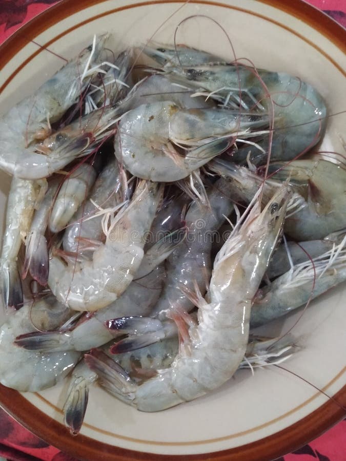 Fresh shrimp from farm stock photo. Image of cuisine - 298870486