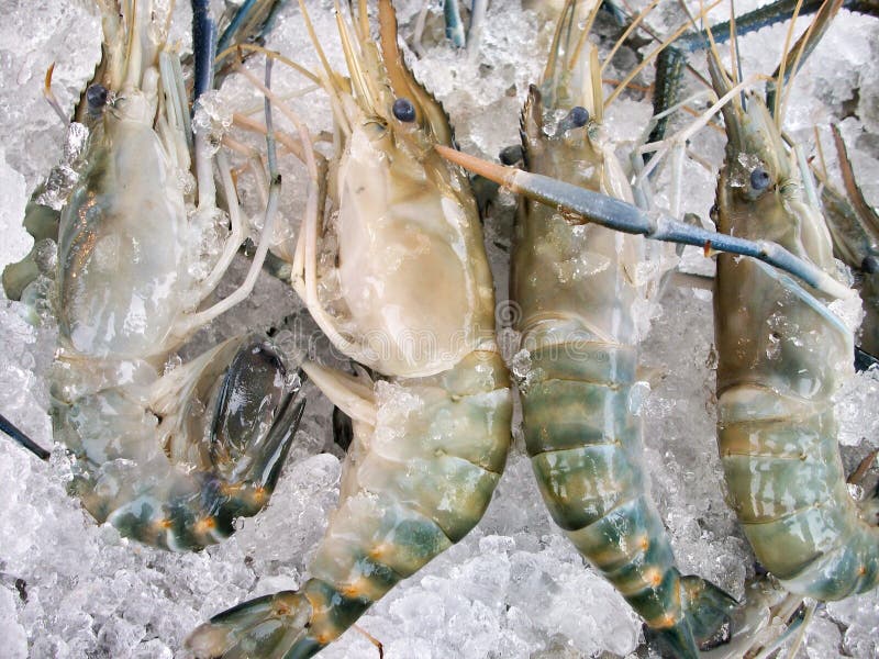 Fresh shrimp stock photo. Image of fresh, traditional - 37511124