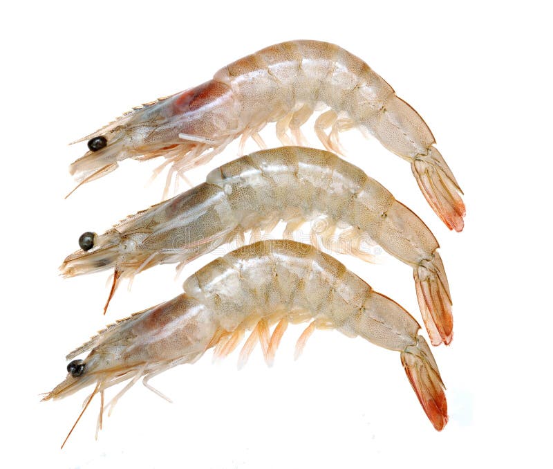 Fresh shrimp isolated stock photo. Image of food, health - 27749764