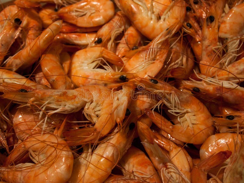 Fresh Shrimp stock image. Image of seafood, marine, animal - 77537127