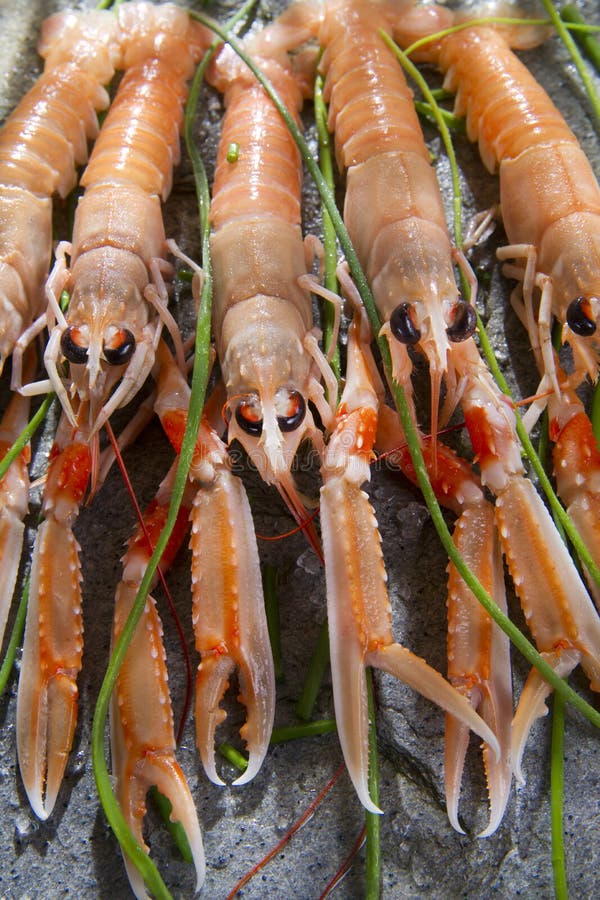 Fresh Shrimp stock photo. Image of norway, lobster, seafood - 35682744