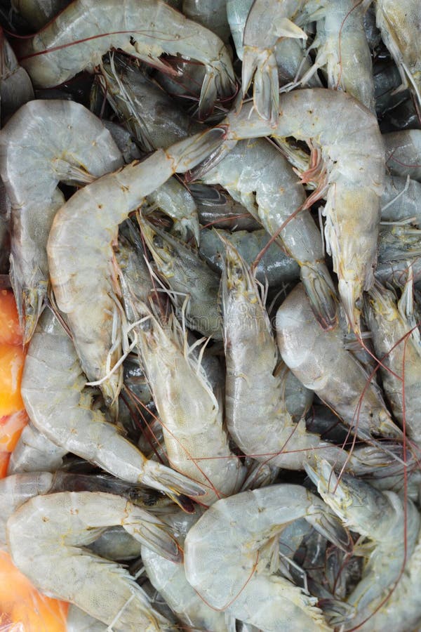 Fresh shrimp in the market stock photo. Image of outdoor - 94580806