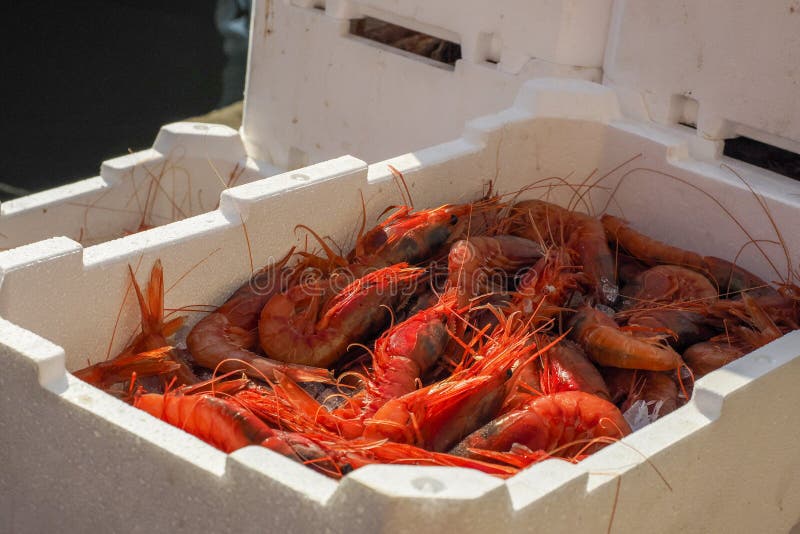 Fresh Shrimp in Polystyrene Box on Fishing Boat Stock Image - Image of ...