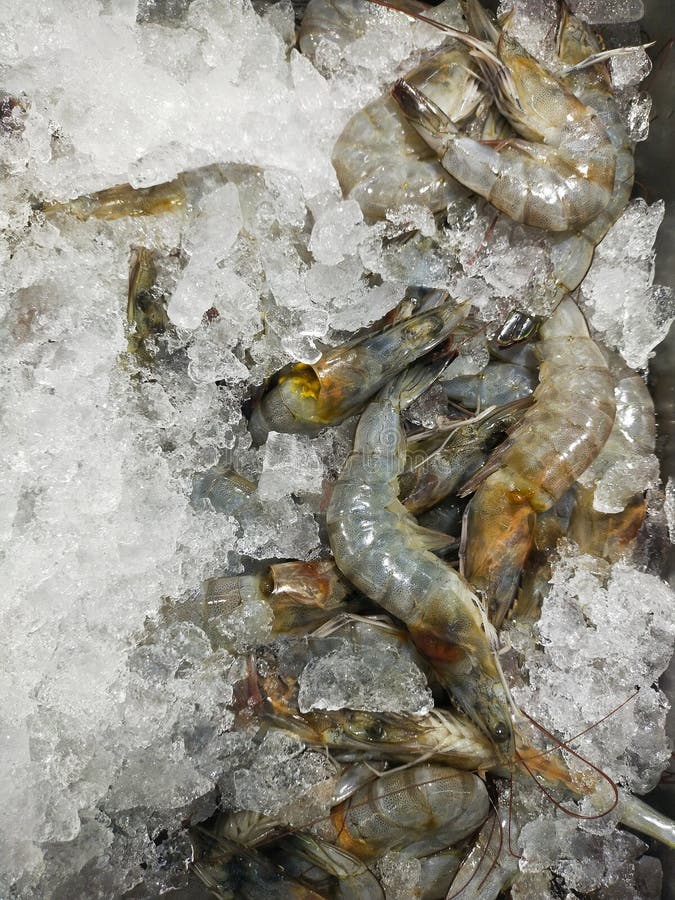 Fresh Shrimp Supermarket Seafood Restaurant Chef Stock Photo - Image of ...